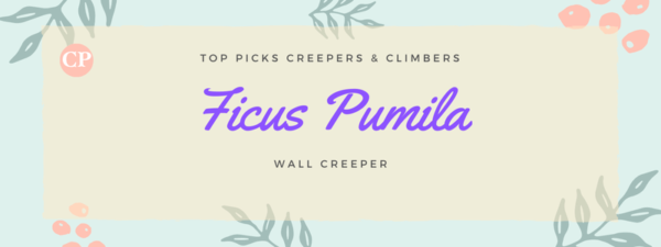 Ficus Pumila Plant: Creeping Fig